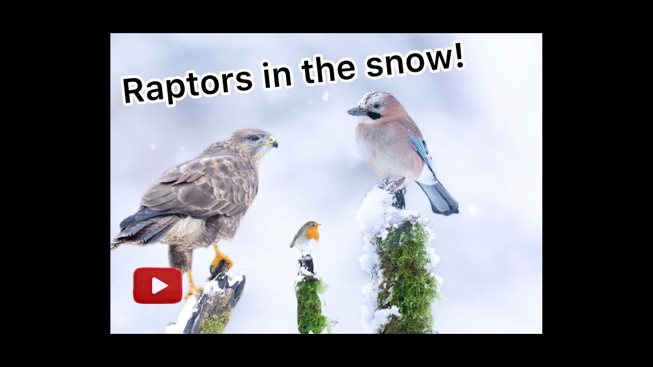 Photographing Raptors in the Snow - YouTube