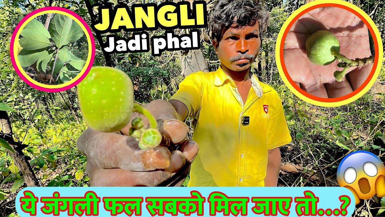 Ye Jangli Phal Lucky Man Ko Milta Hai ☘️ || JANGLI JADI VIDEO 🌿🤪 ...