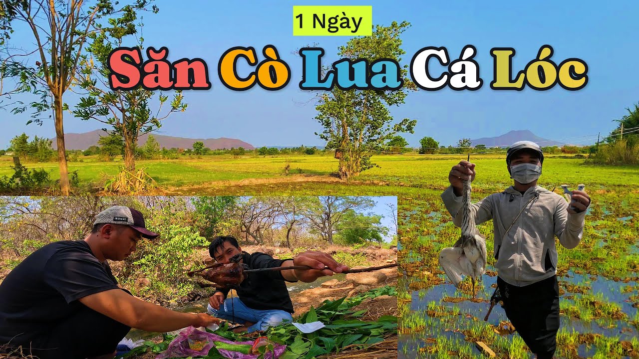 Săn Cò, Lua Cá Lóc |Trải Nghiệm Săn Bắn, Nấu Nướng Ăn Tại Chổ - YouTube