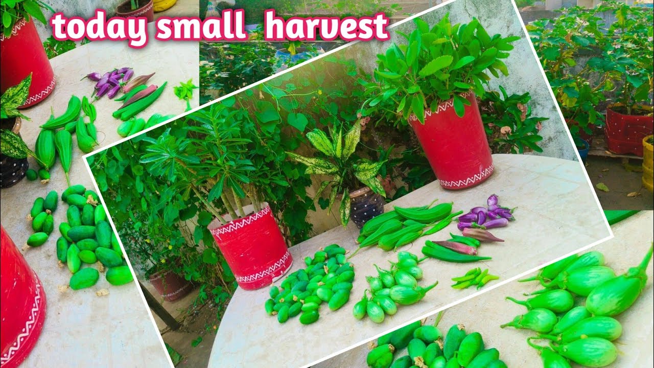 Today small harvest on my terrace garden |terrace garden harvest - YouTube