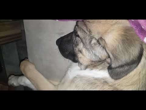 Hund Kangal schnarcht