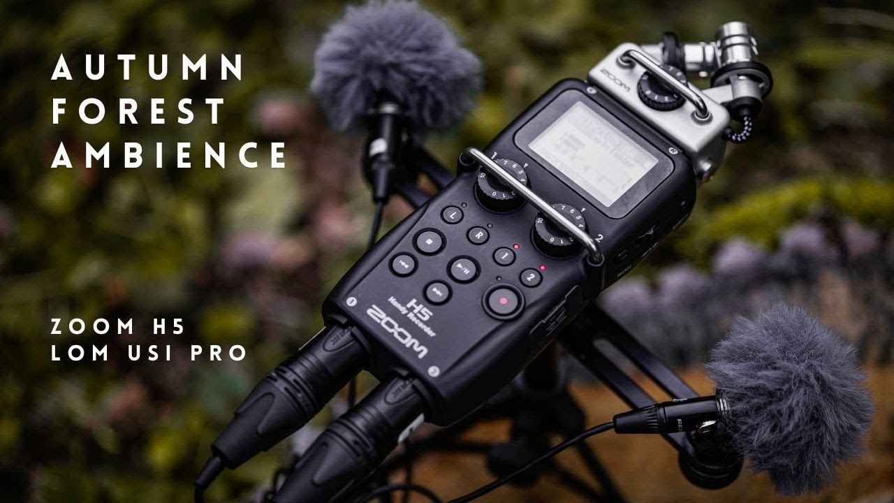 Autumn Forest Ambience | Birds Singing | ZOOM H5 -LOM USI PRO mic | # ...