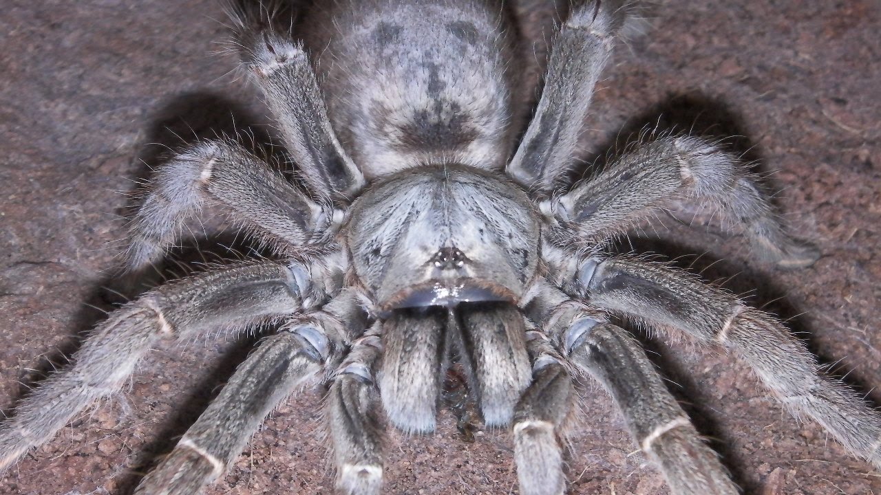 Tarantula Feeding Video 41 (The Spider and the Fly) - YouTube