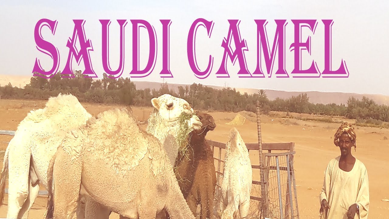 saudi arabian food camel - YouTube