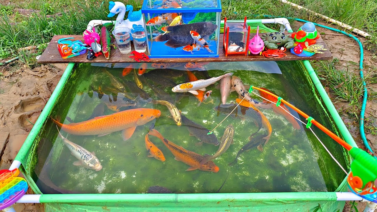 Mancing ikan hias di kolam, ikan cupang, ikan mas, ikan koi, ikan lele ...