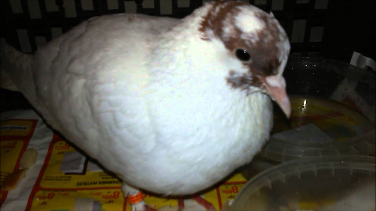 Balandis // Dove - YouTube