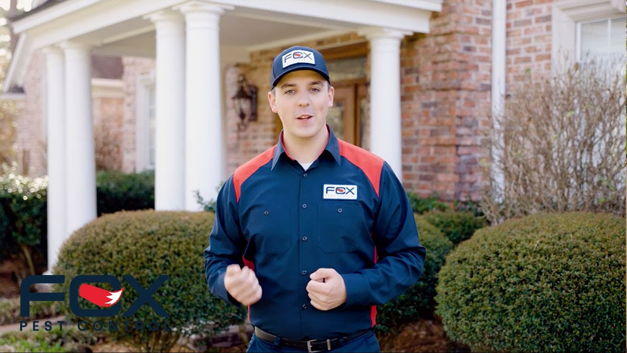 How To Get Rid Of Box Elder Bugs Fox Pest Control YouTube How To Get Rid Of Box Elder Bugs Fox Pest Control YouTube