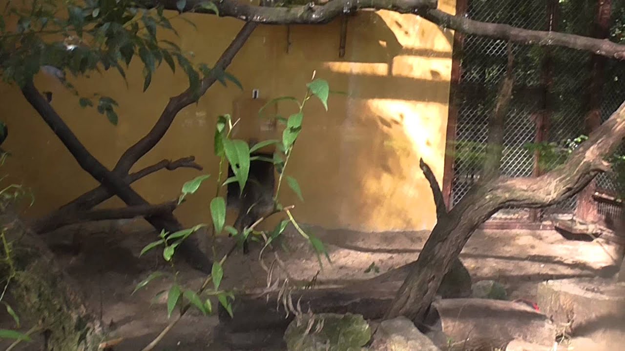 Jaguarundi at poznan zoo - YouTube