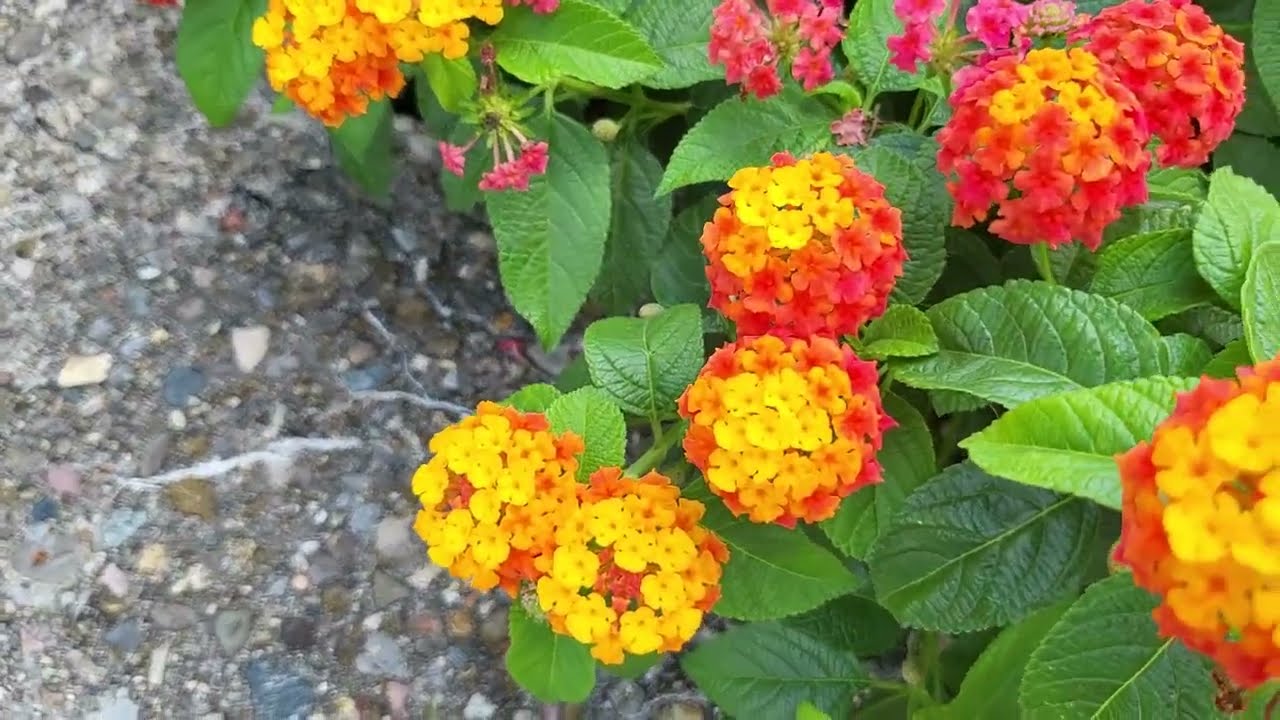 Flower Plant Iring Iring #shorts - YouTube