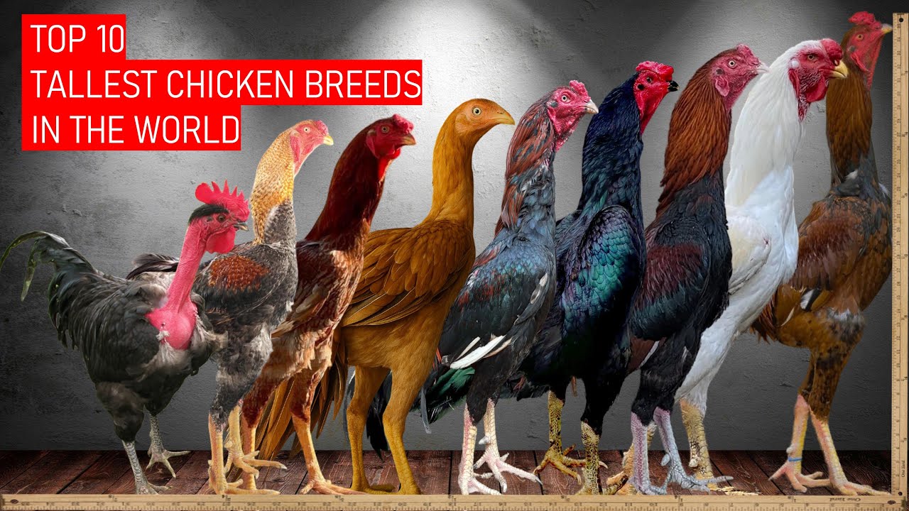 Top 10 Tallest Chicken Breeds in the World - YouTube