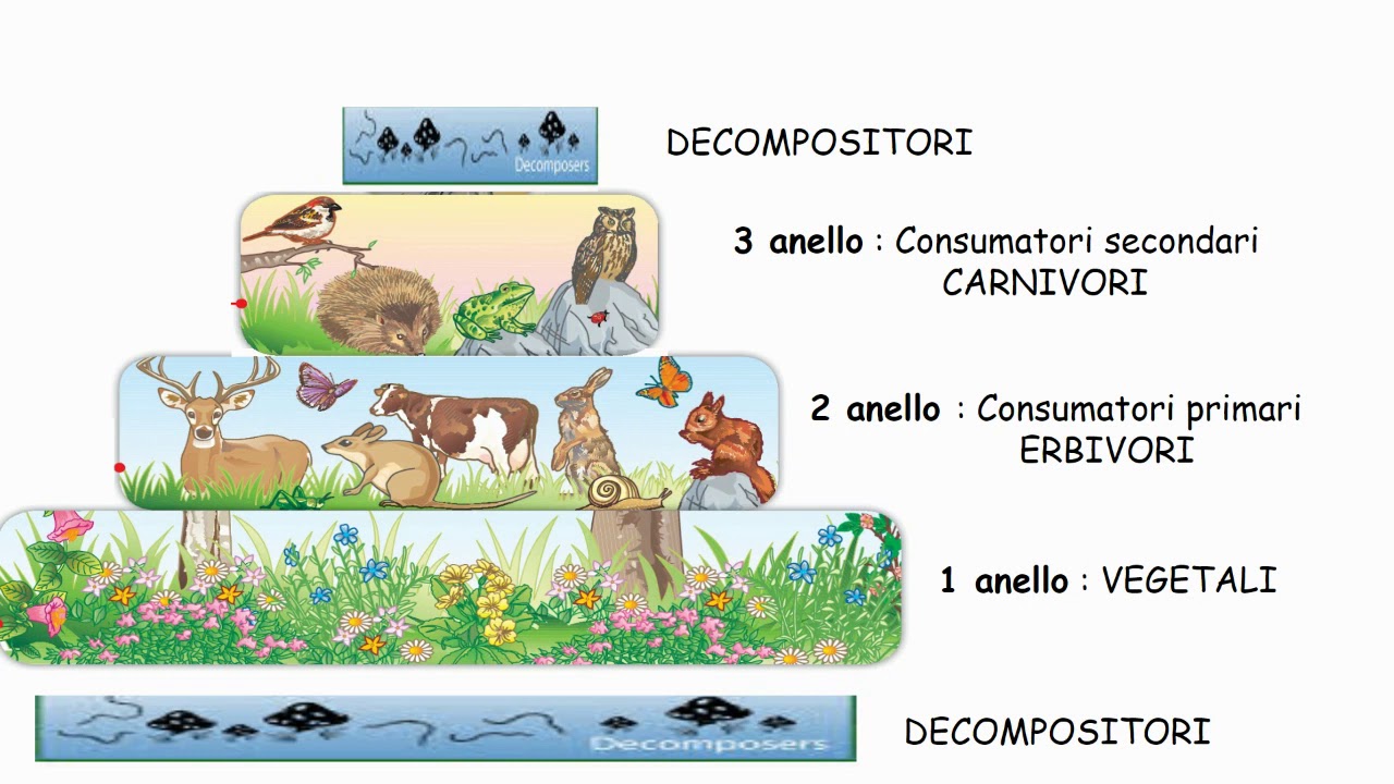 LA CATENA ALIMENTARE - YouTube