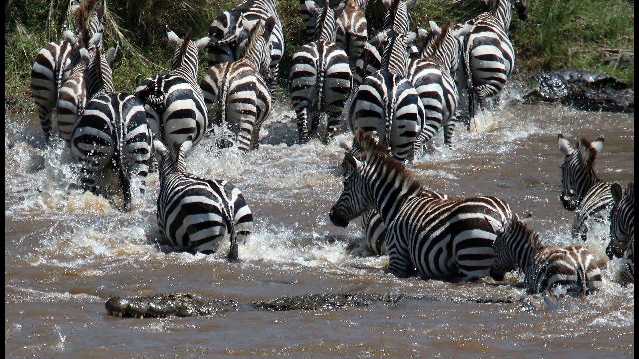 Wildebeest & Zebra Migration, Masai Mara, Kenya - YouTube