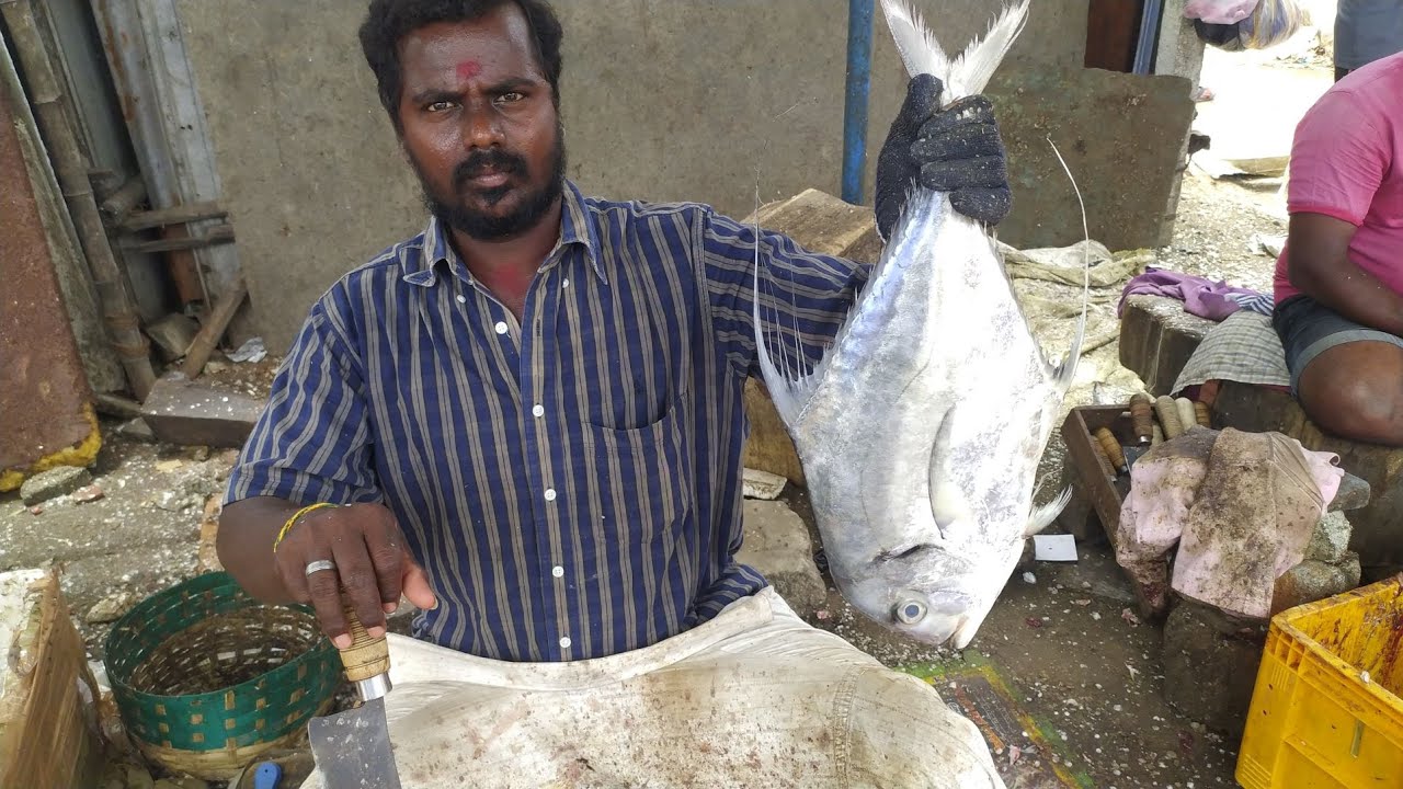 KANNADI PARAI FISH CUTTING #fishcuttingskills #kasimedufishcutting # ...