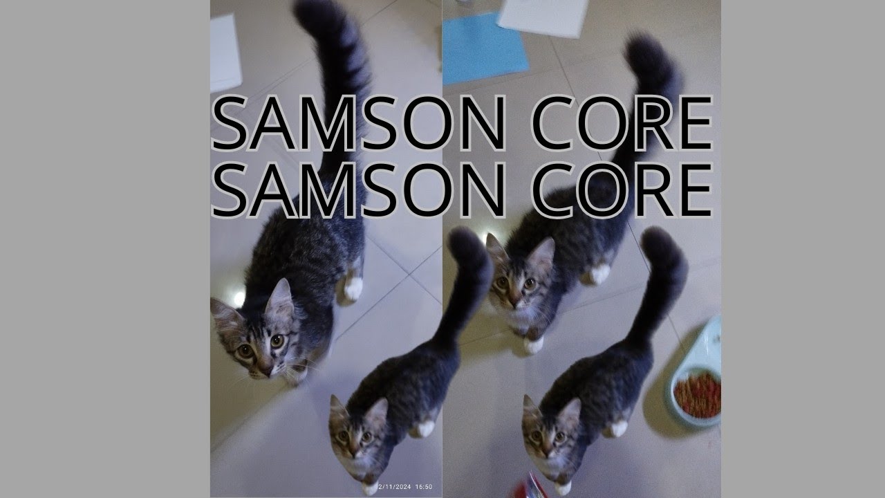 Samson Core (edisi urug makanan) #cat #aleshaandfamily #parenting # ...