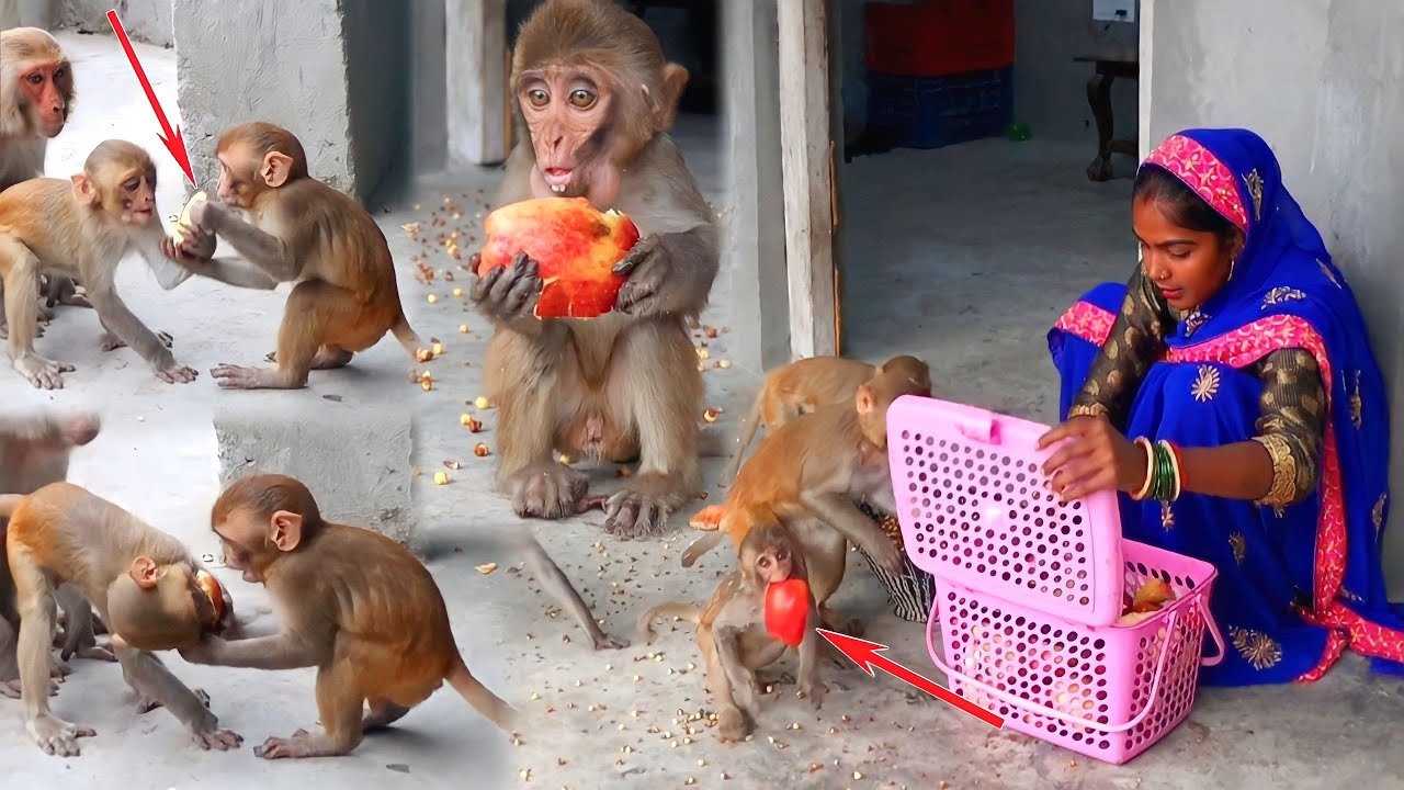 आज़ पार्टी में हो गई चिकना चंदू की ज़बरदस्त फाइट | Baby Monkey Funniest Chana Apple Party - YouTube