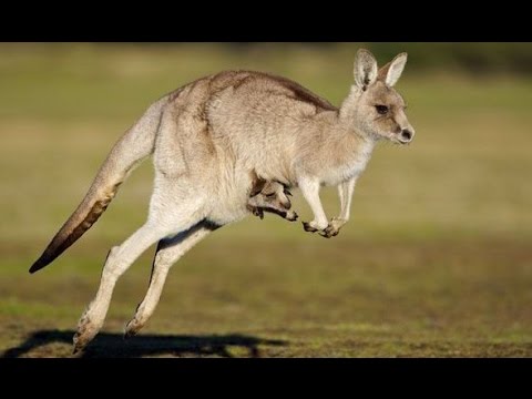 10 Animal Fastest, Highest and Best Jumpers - YouTube