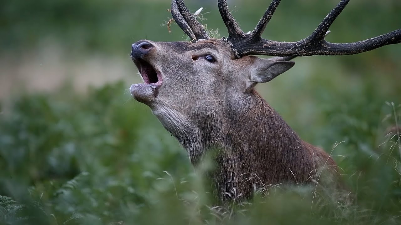 Brame du cerf 2024 - YouTube