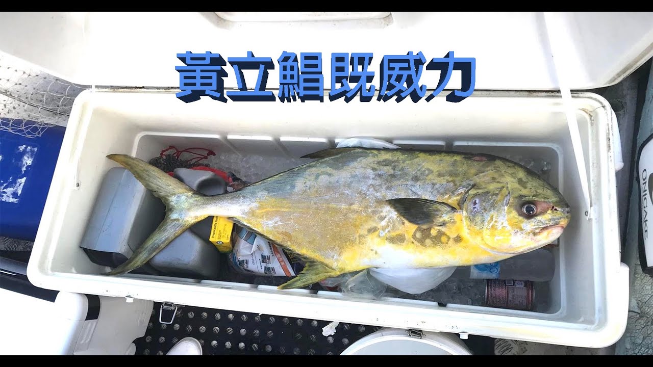 香港釣魚 有咩釣咩 #02 黃立鯧 (天龍廸艇) Fishing in Hong Kong series 02 (Trachinotus ...