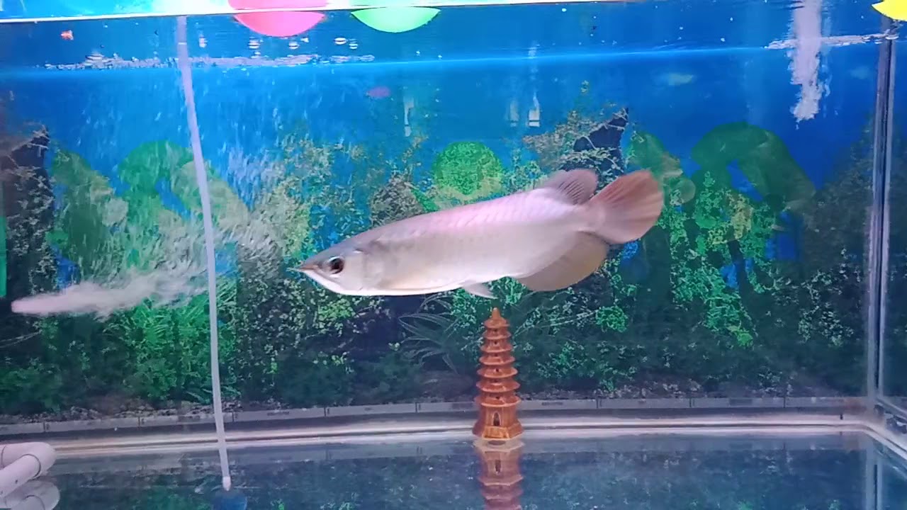 Banjar Red arowana dắt 10/6/2018 - YouTube