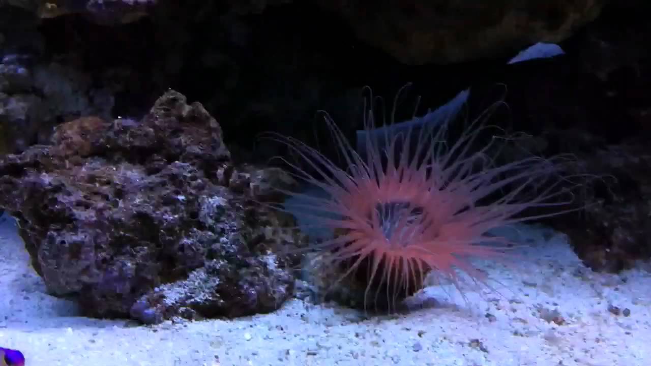 Red Sea Max 130D - YouTube