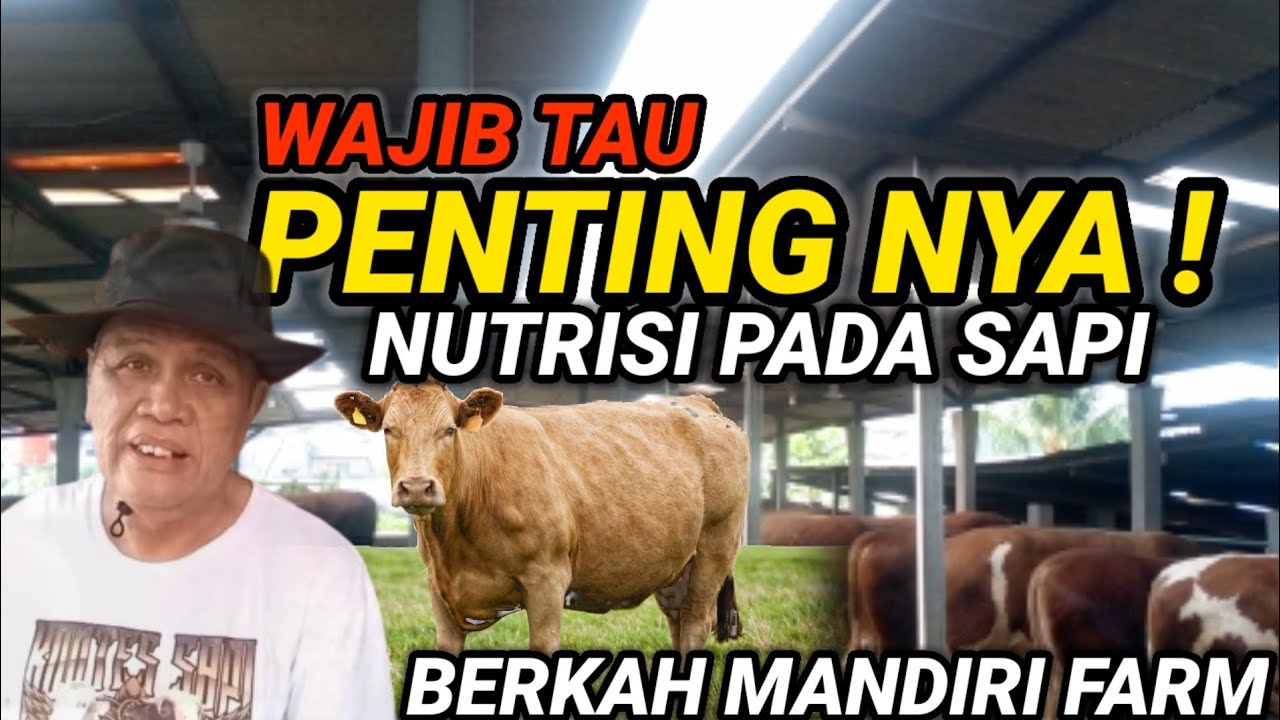 SAPI JUMBO !!! PENTING NYA NUTRISI PADA SAPI || KANDANG BERKAH MANDIRI ...