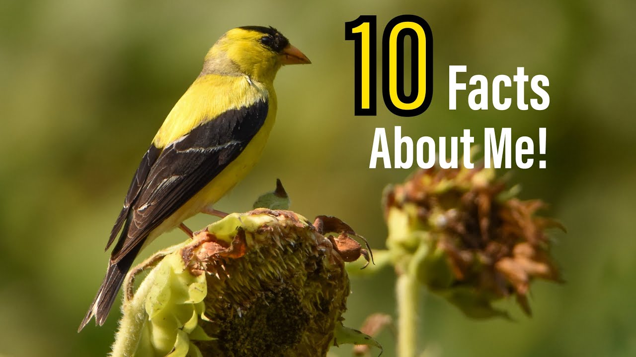 10 Amazing Facts About The American Gold Finch! - YouTube