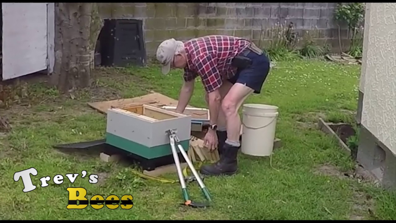 Trevs Bees - Swarm 2016 24 October. In copper beech. - YouTube