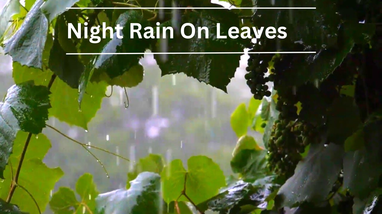Relaxing Sounds of Raindrops Falling on the Leaves of Plants to get to ...