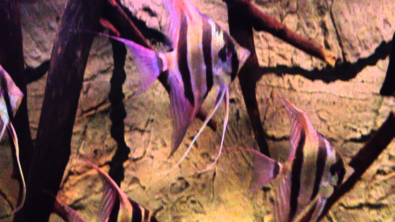 wild caught altum angelfish 5 - YouTube