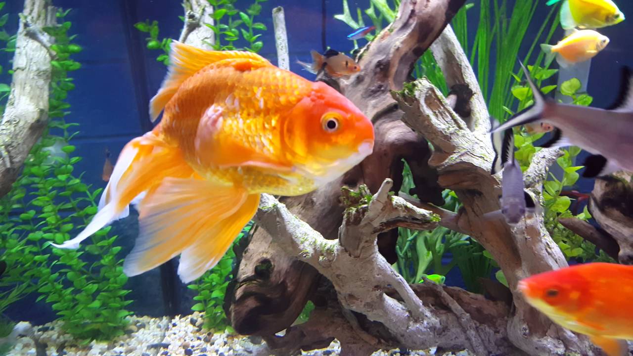 Fish Tank Diaries • Fantail Goldfish • Scab • Protuberance • Injury ...