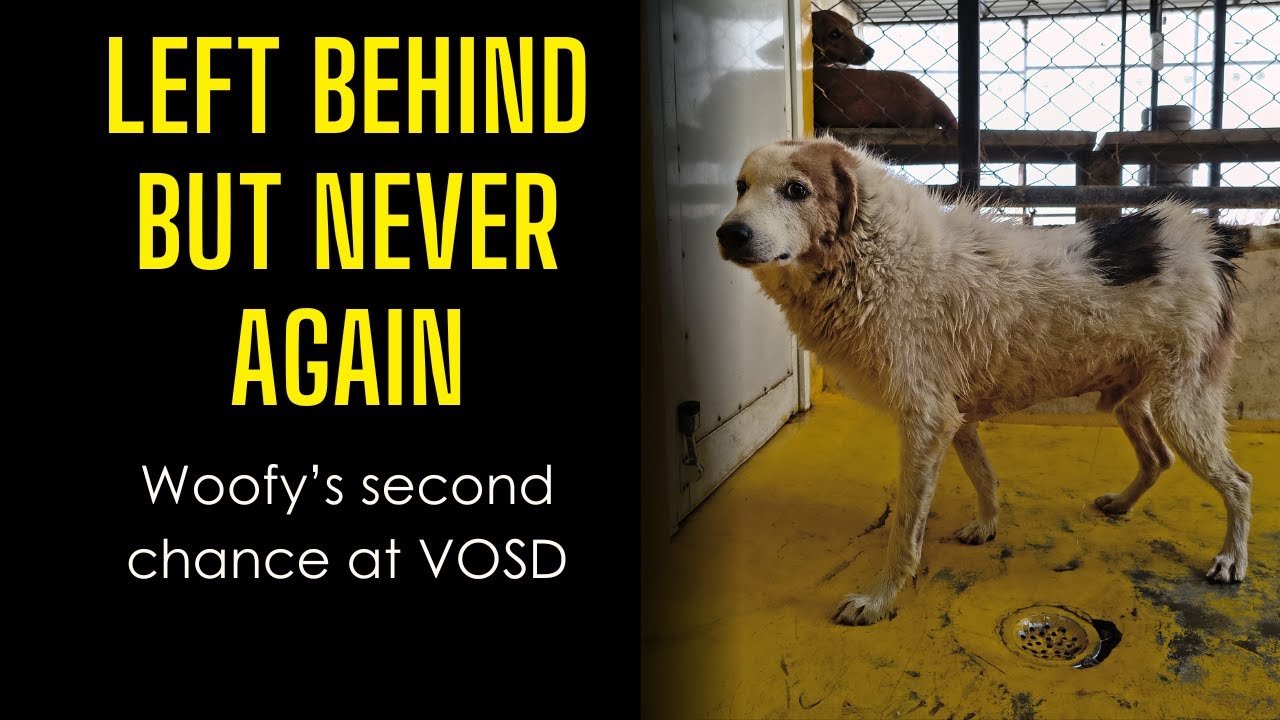 Woofy’s second chance at VOSD! - YouTube