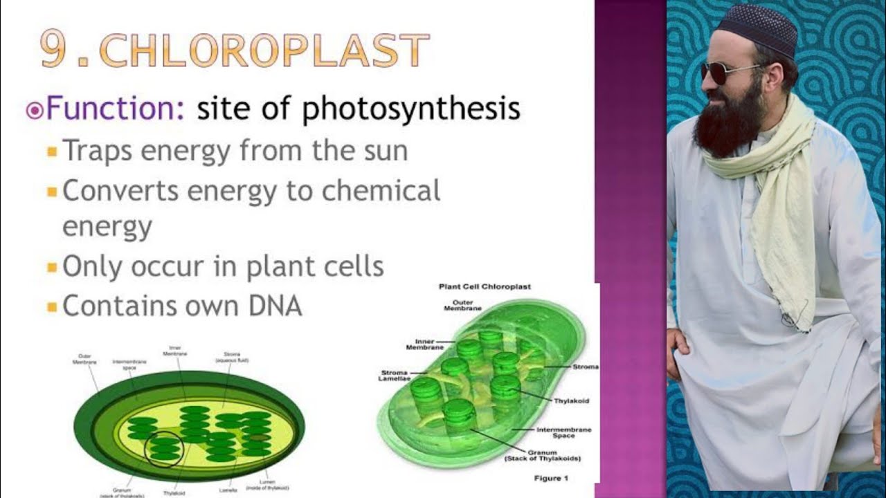 Function of chloroplast | 9th class biology | in Pashto - YouTube