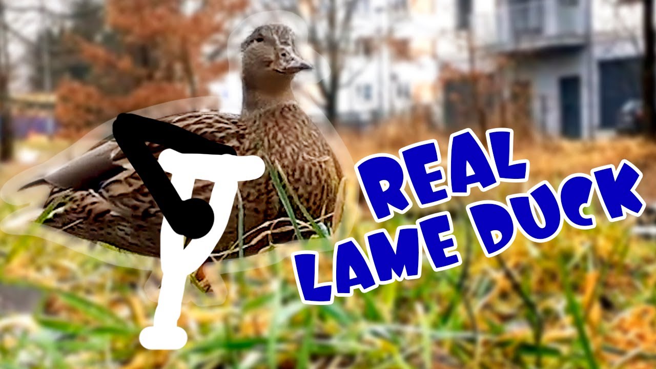 This is what a real lame duck looks like - Get well Duckie! - YouTube