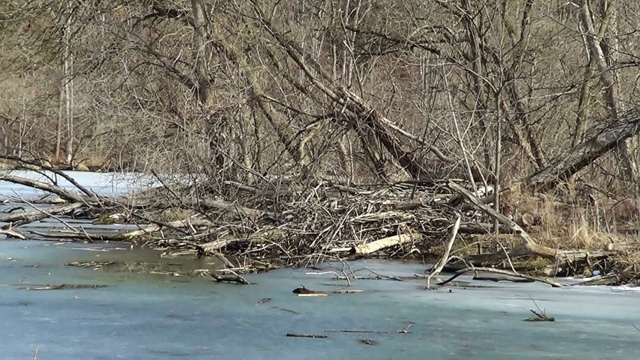 Beaver Lodge With Active Beavers - YouTube