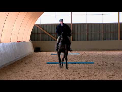 Träning: Rakriktning och hålla rytmen 1/2 - We Love Horses