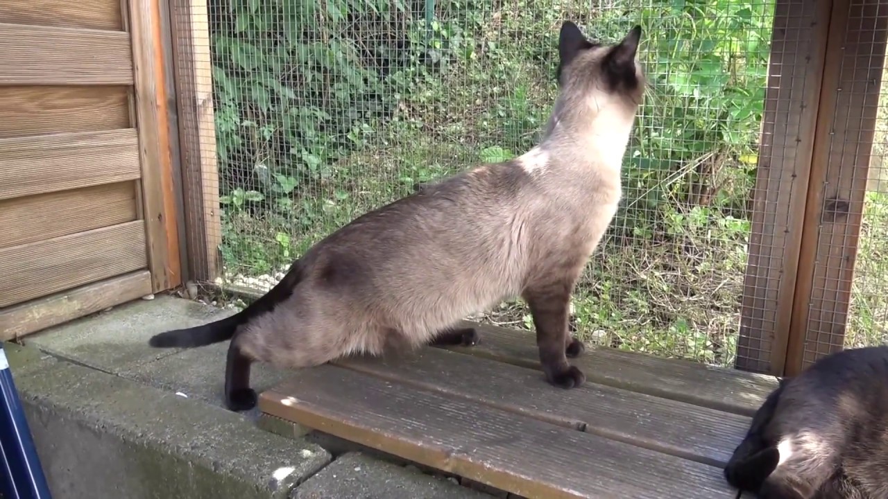 Blinde Katze entdeckt das Freigehege - Blind cat is discovering the ...