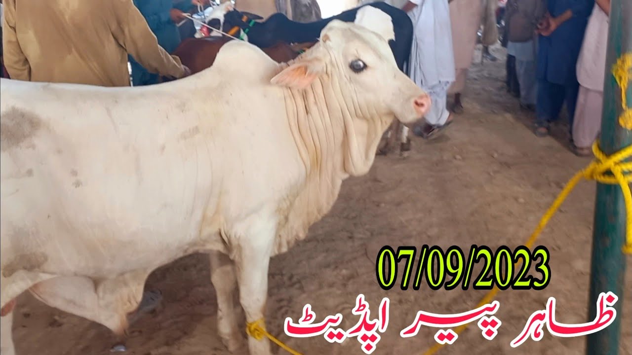 Beautiful Cholistani Bull's In Zahir Pir Cow Mandi|MANDI VISIT| - YouTube