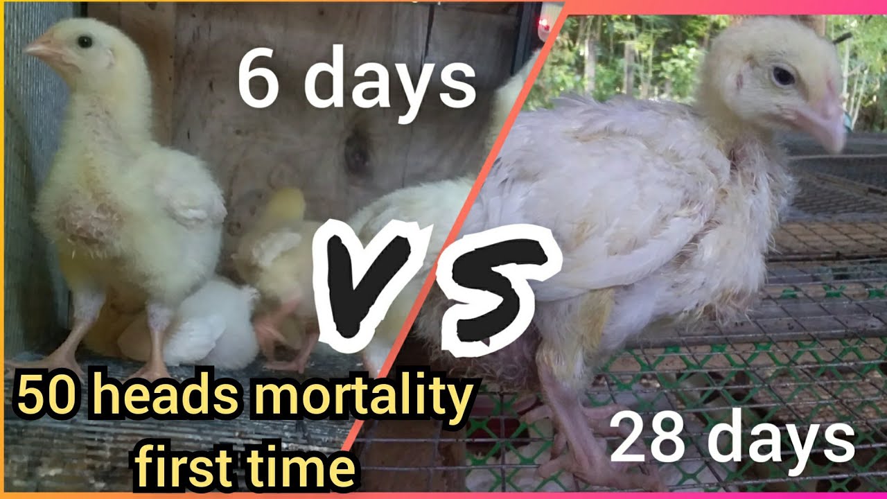 broiler chicken class a at class b daming mortality - YouTube
