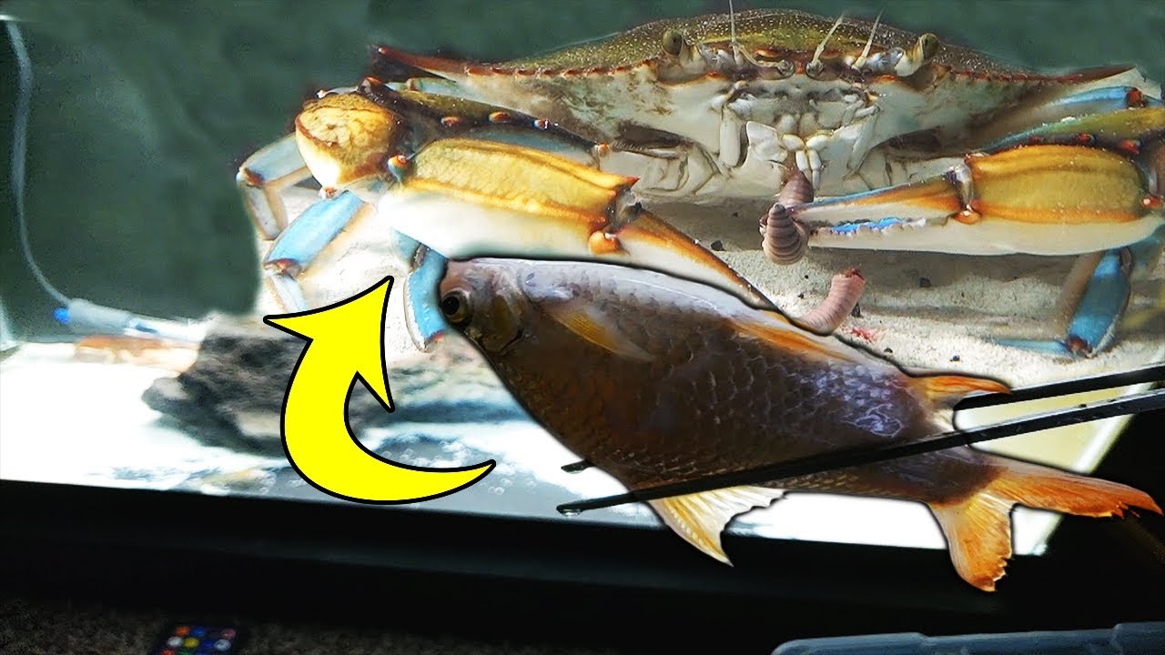 Risky! Big fish VS Giant crab! Do not hand feed a GIANT crab! Safety ...