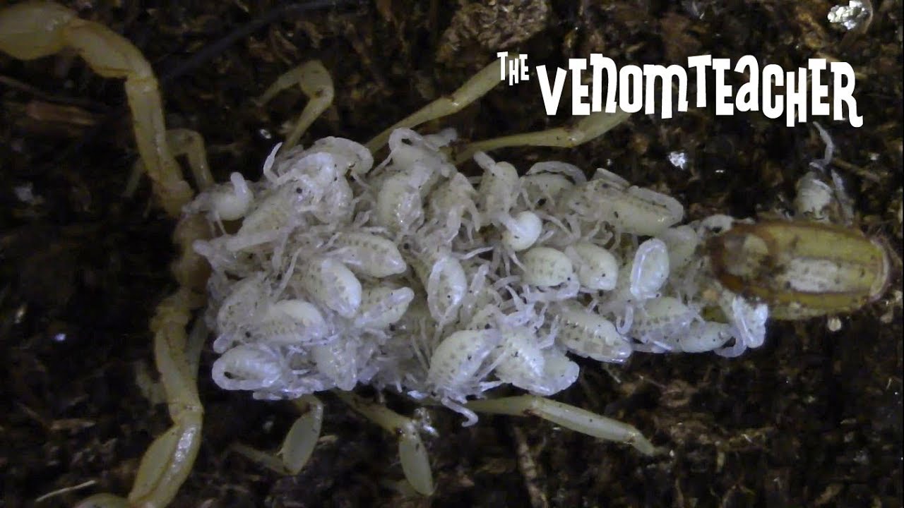 Scorpion Babies! - YouTube