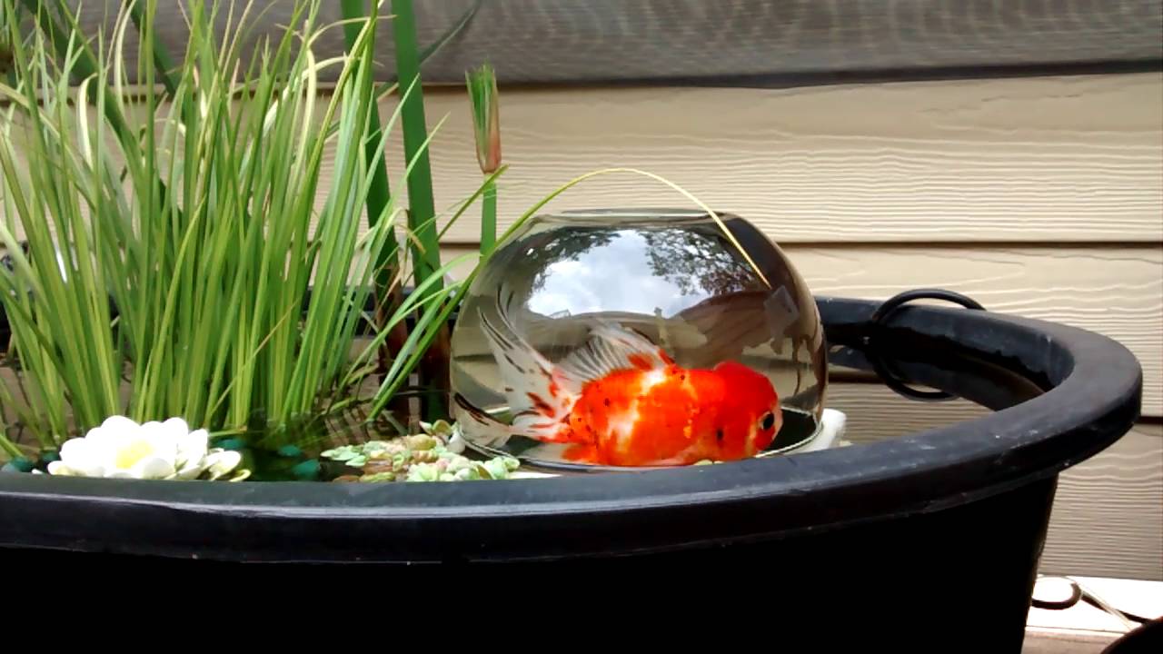 Fish Observation Tower: Goldfish Love It! - YouTube
