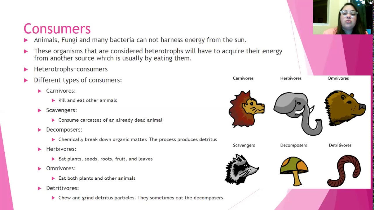 Energy, Producers, and Consumers Part 2 - YouTube