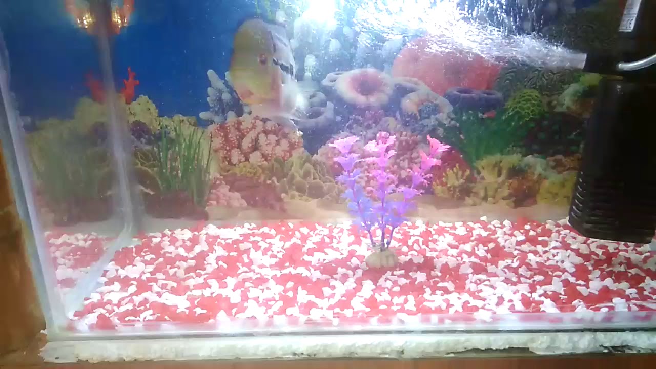 My Floran fish tank set up - YouTube