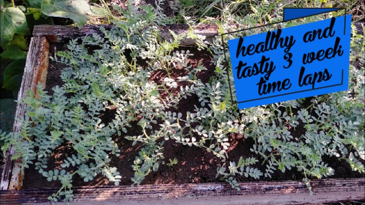 One month time laps!use plant part chickpeas (chana) - YouTube