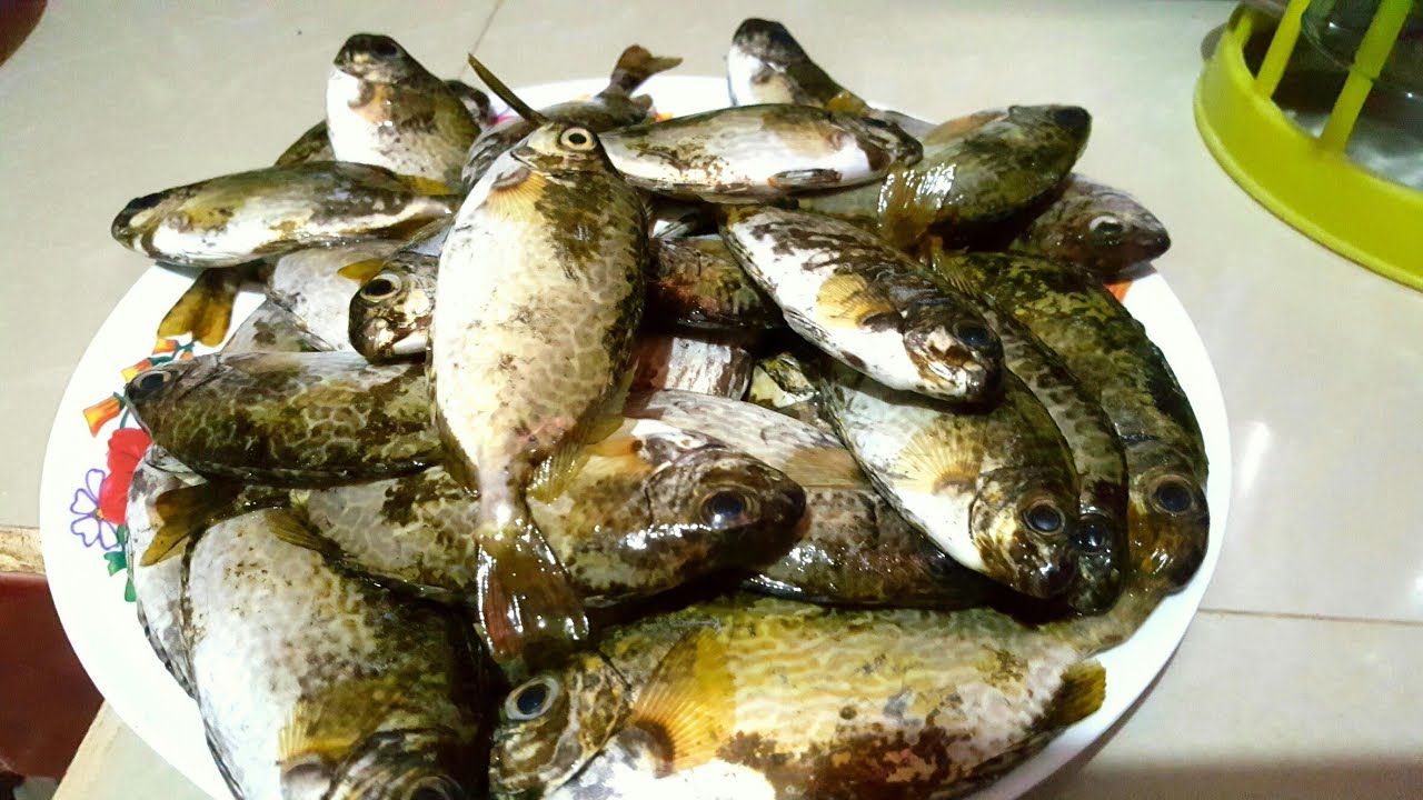 Danggit the best recipes / Danggit Lutong Bahay - YouTube