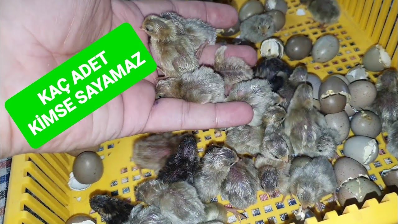 ÇİN BILDIRCINI CİVCİV DOGUM ANI ve ANA KUCAĞI SİSTEMİ @ResulHOY - YouTube