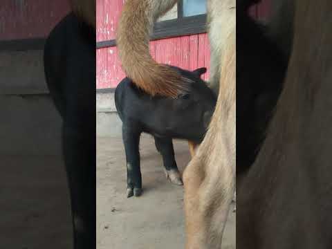 anjing menyusui anak babi..