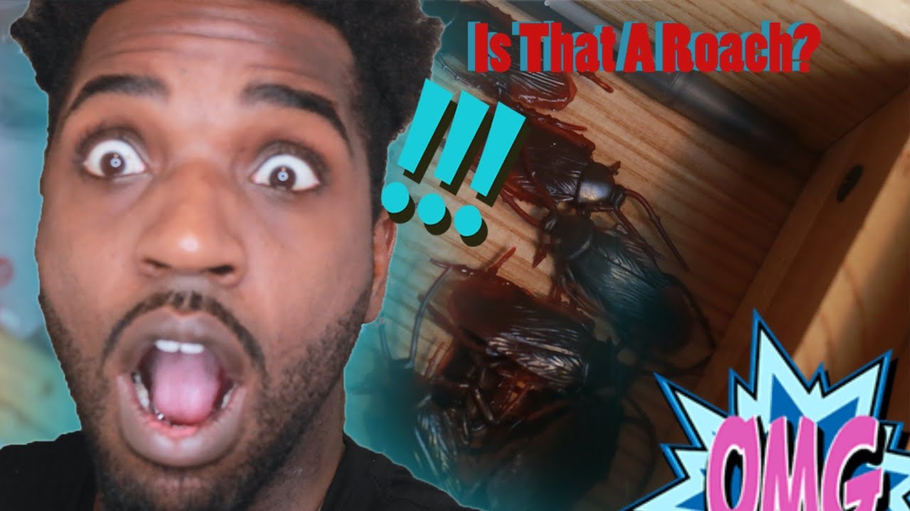 HUGE COCKROACH PRANK ON BOYFRIEND 😱😂 - YouTube