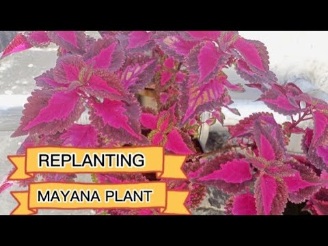 REPLANTING MAYANA PLANT - YouTube