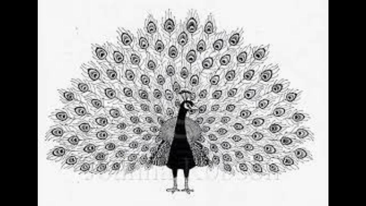 The Peacock Youtube
